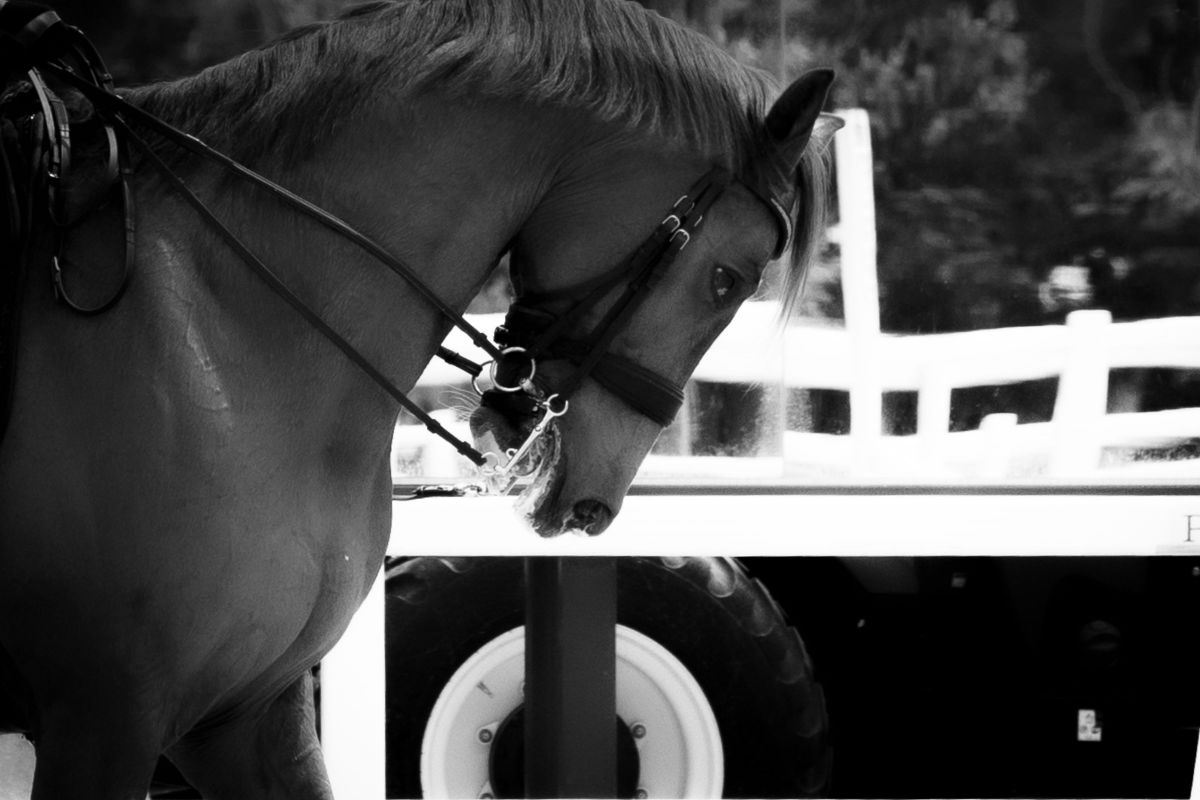 Horse Riding 4 | GANREF