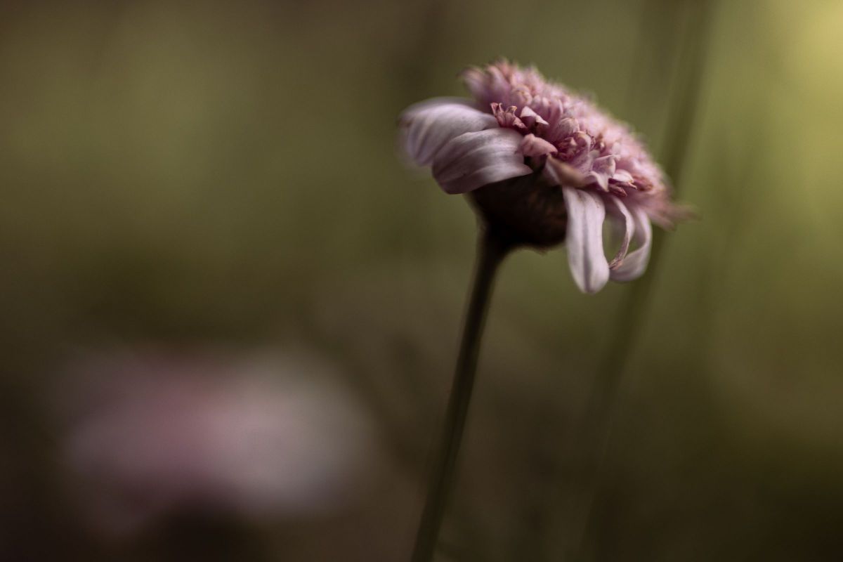 Flowers 132 | GANREF