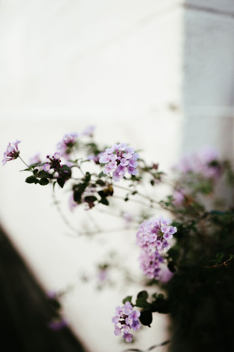 Flowers | GANREF