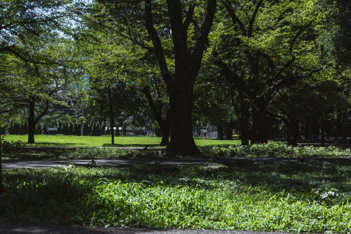 Forest Bathing | GANREF