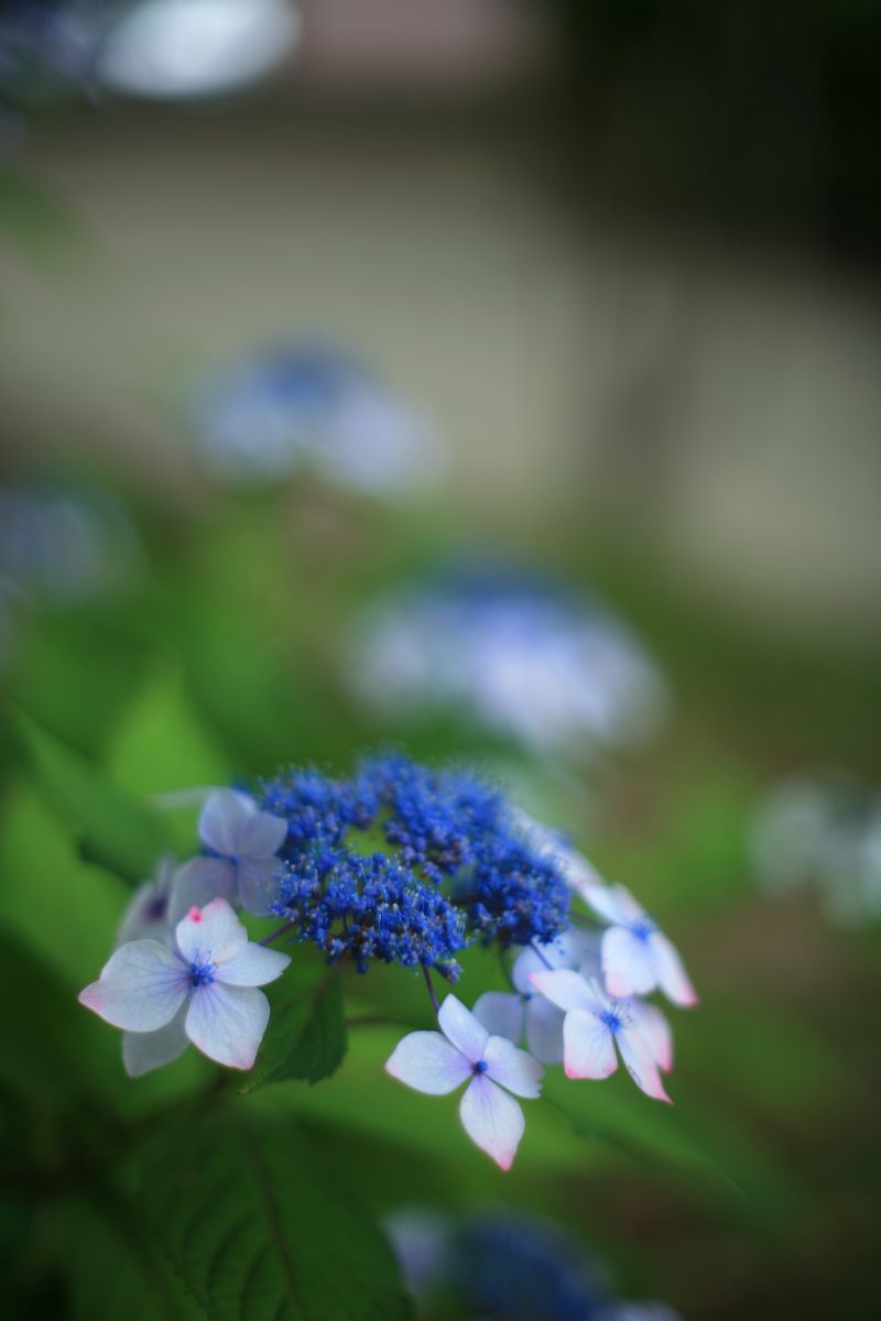 オリンパス OM ZUIKO 50mm F1.4 であじさい | GANREF