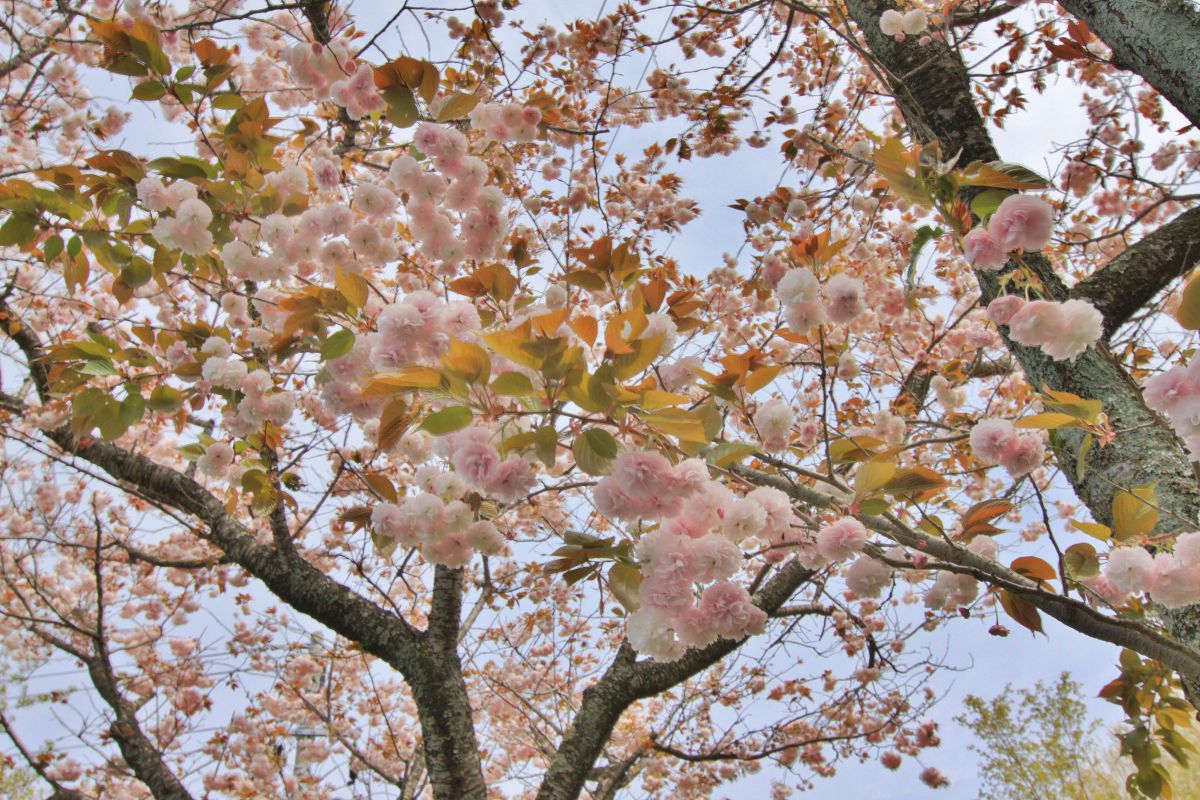 DPPのHDRツールを試す! | GANREF