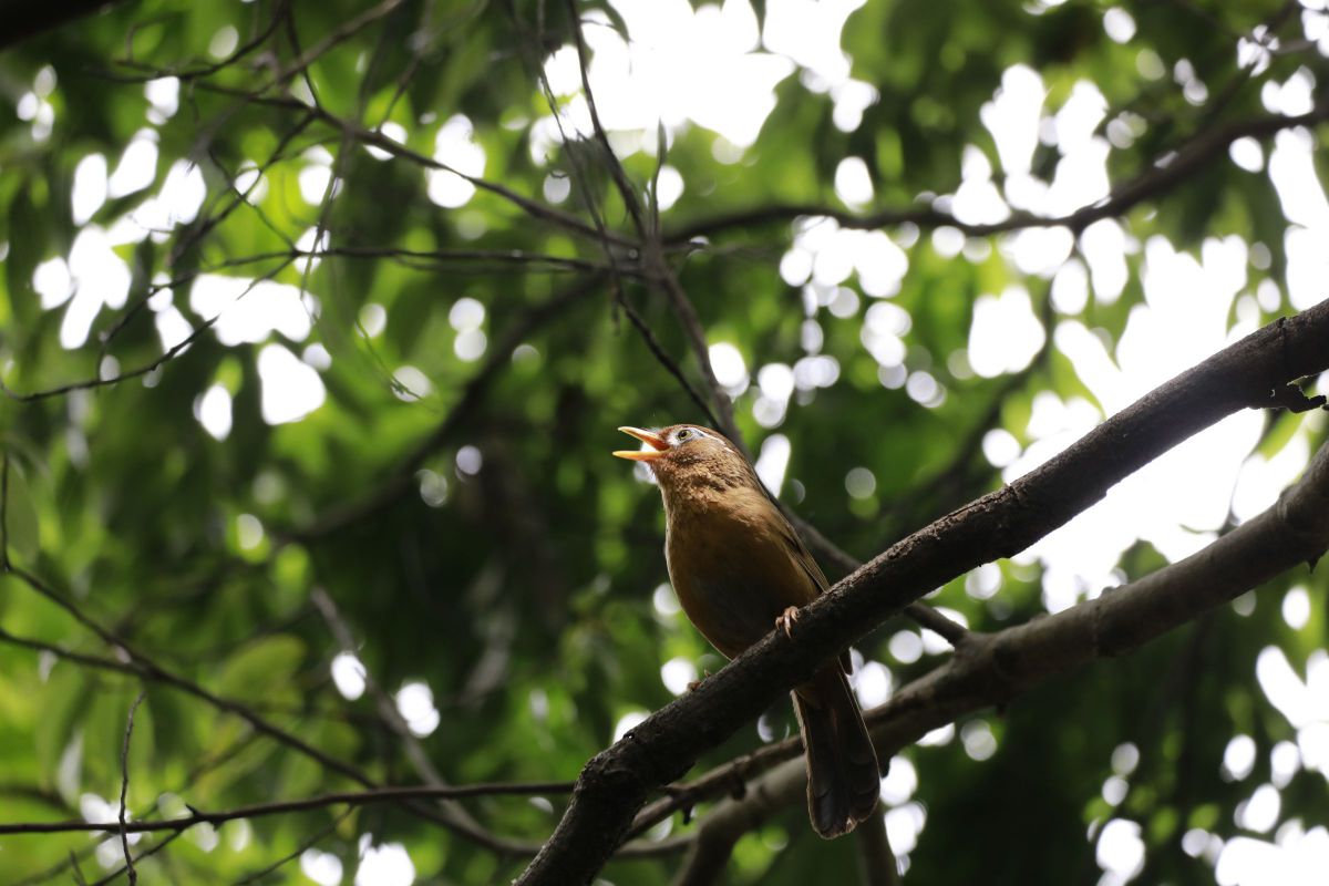 sing a song | GANREF