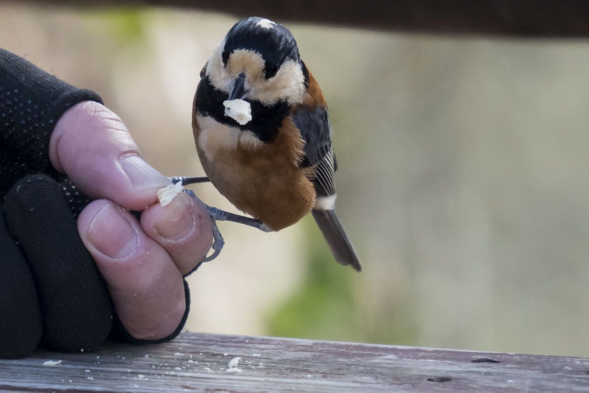 お食事中 | GANREF