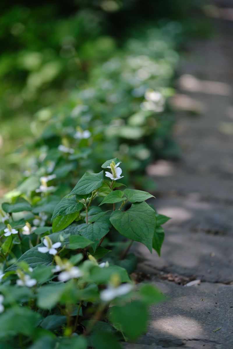 ドクダミの小道 | GANREF