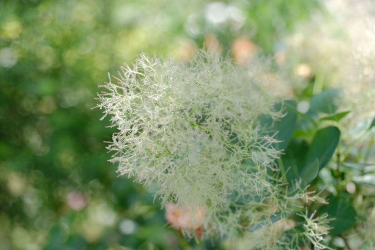 スモークツリー | GANREF