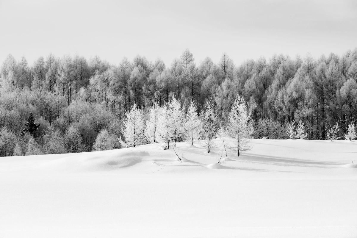 Frozen trees | GANREF