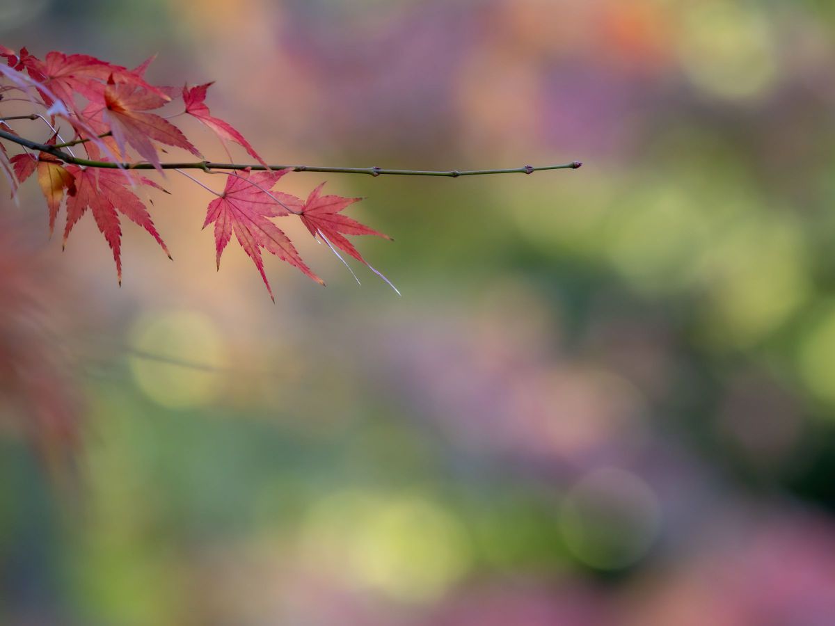 Festival of colors | GANREF