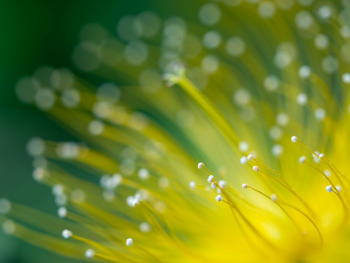 Let's dance! | GANREF