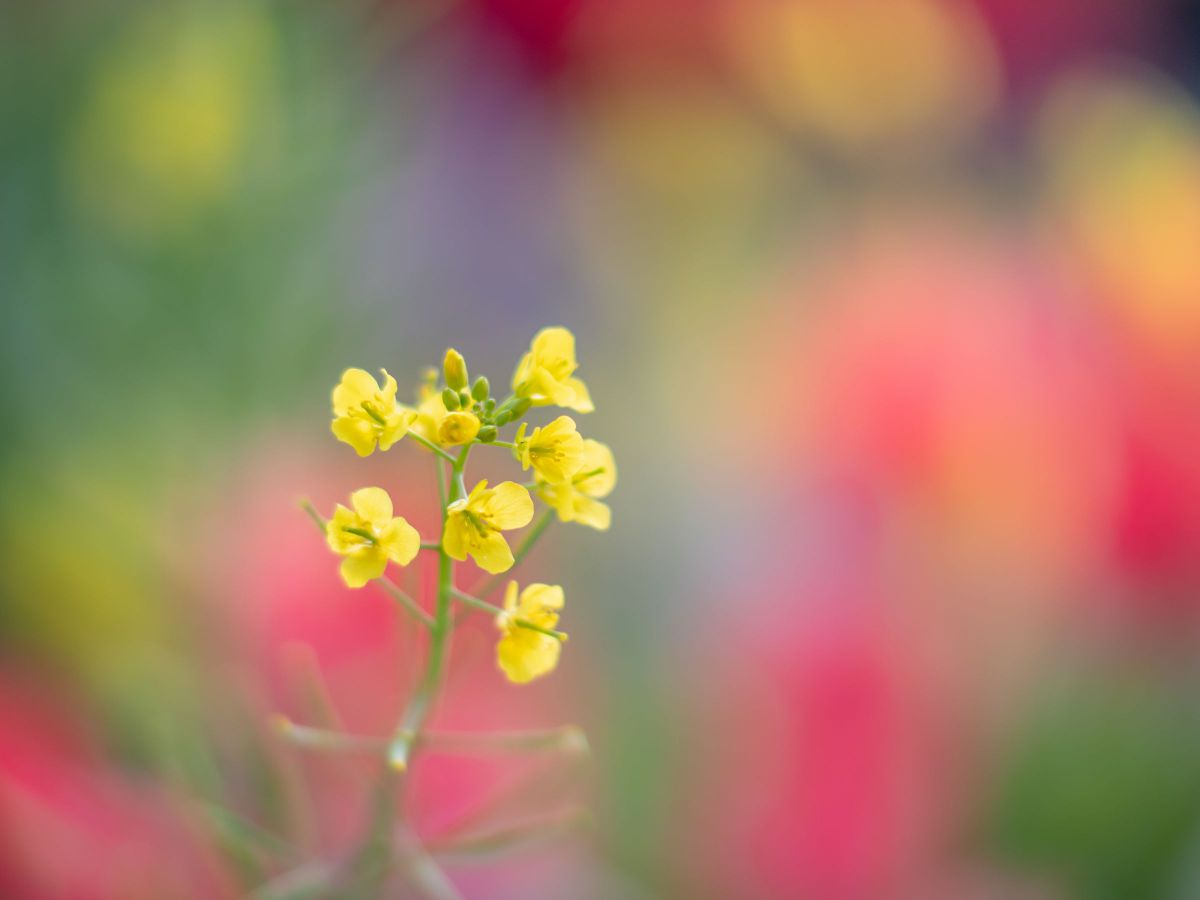 Spring colors | GANREF