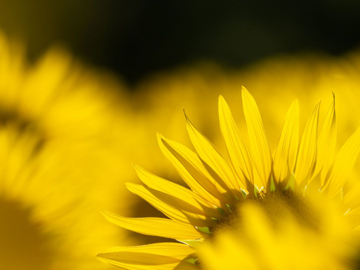 Yellow Summer | GANREF