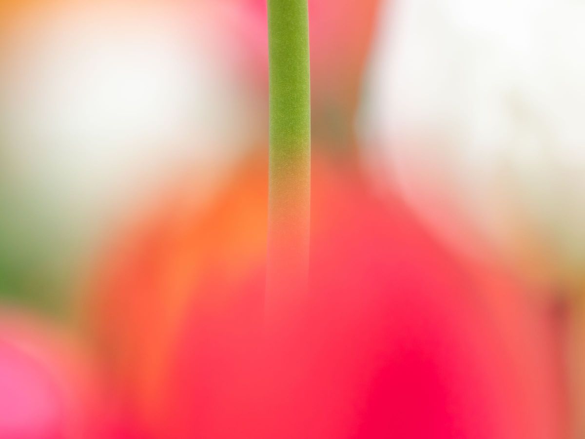 Colorful Spring | GANREF