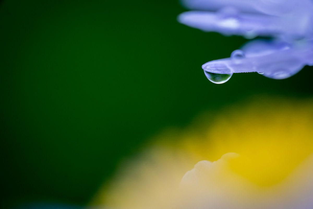 Morning dew | GANREF