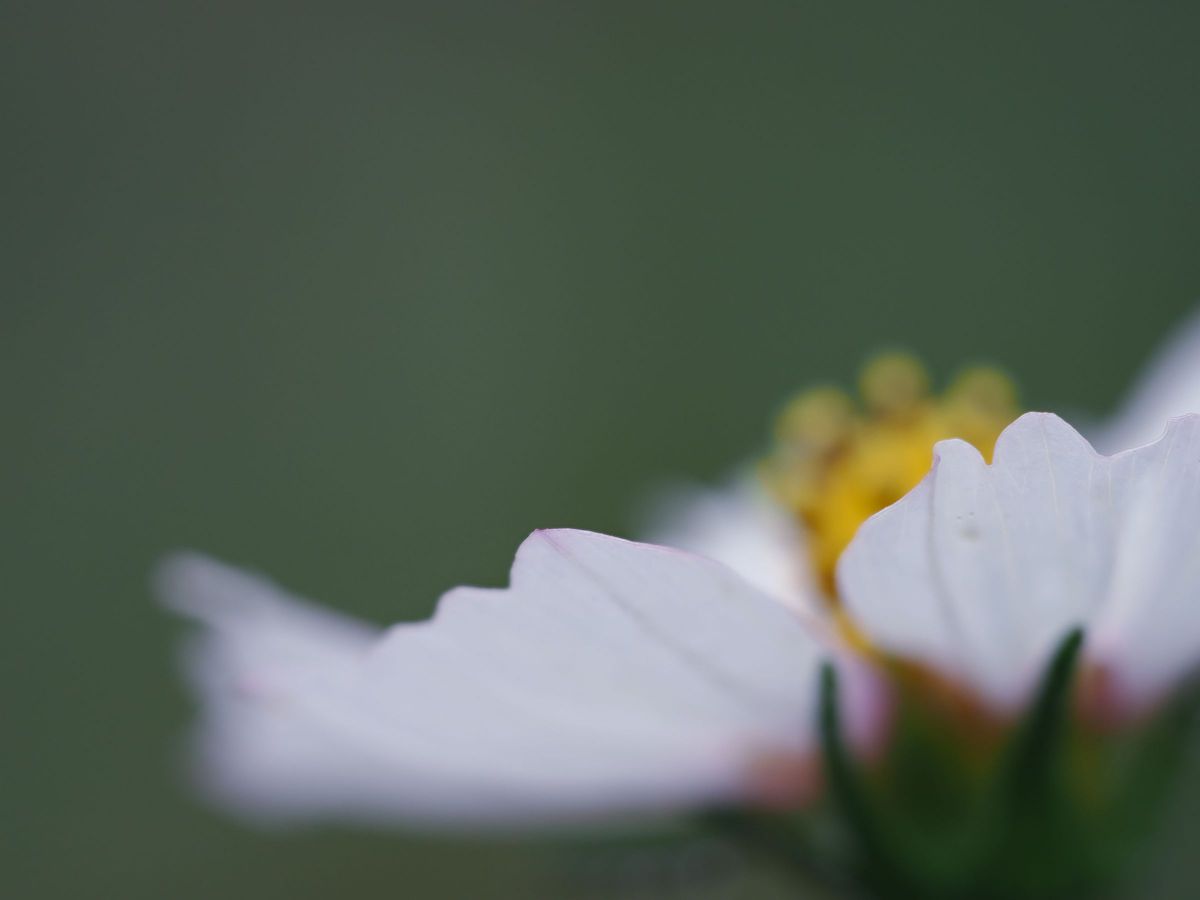 Flower dream | GANREF