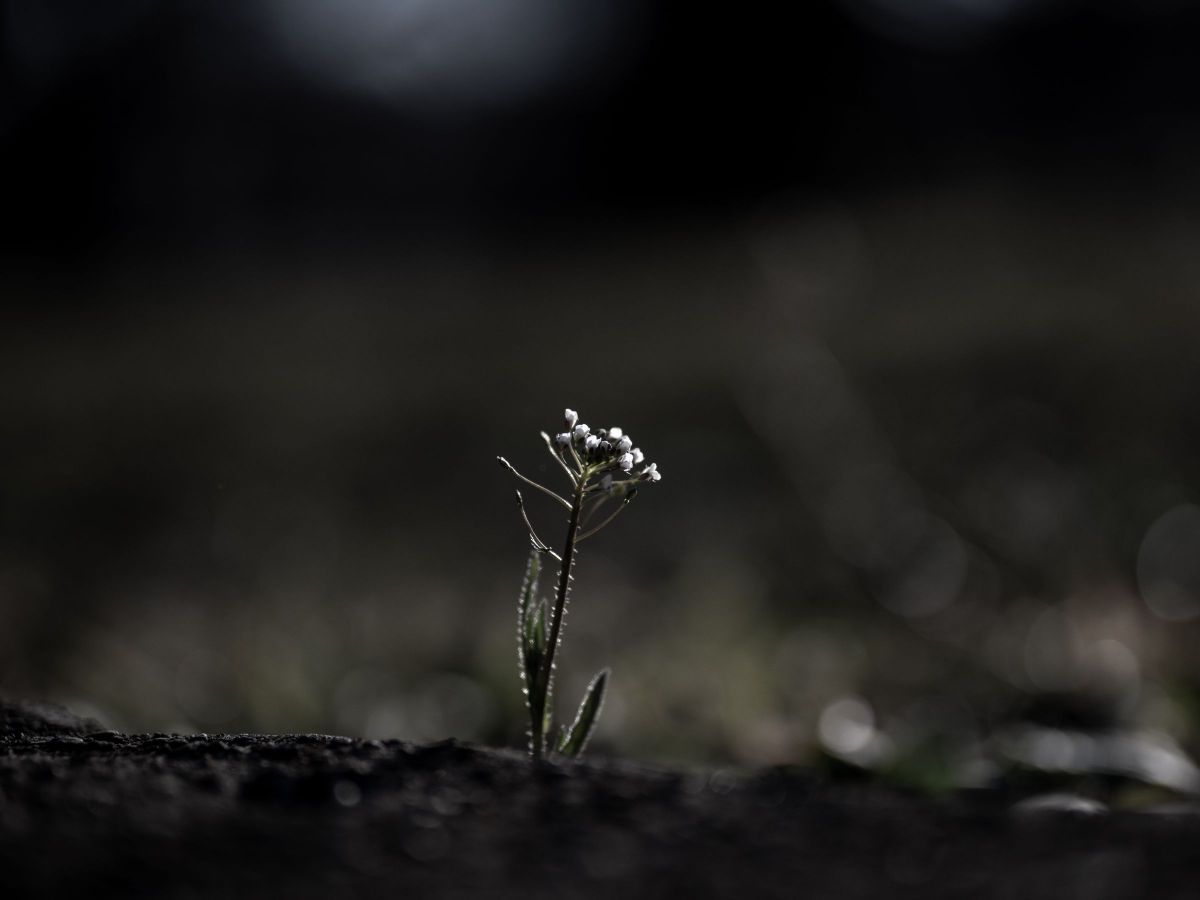 一足先にblooming | GANREF