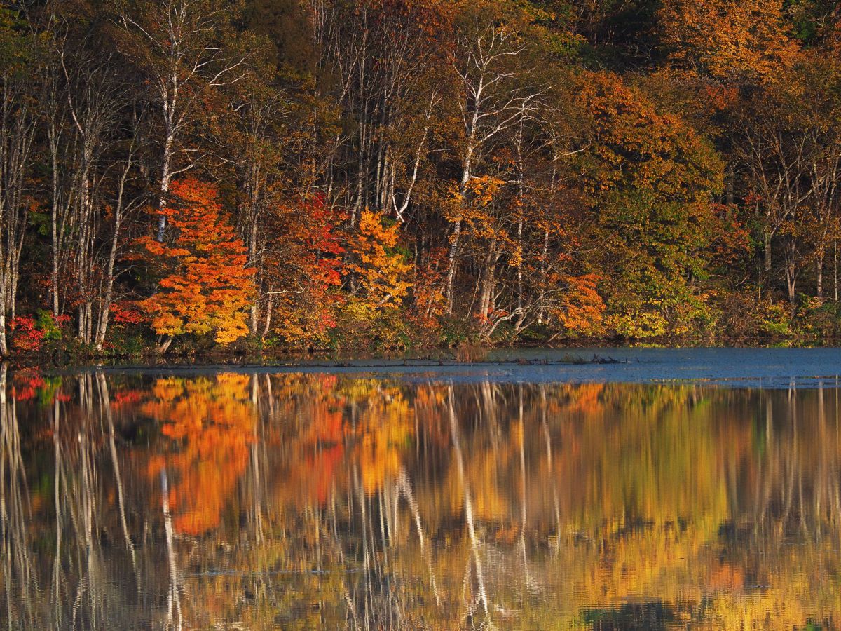 Forest of Colors | GANREF