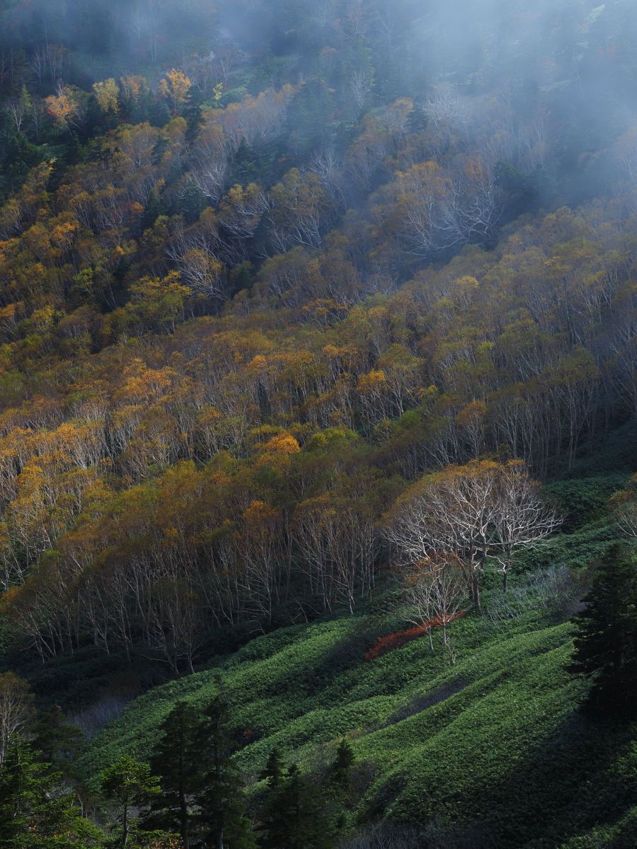 初霜の頃 | GANREF