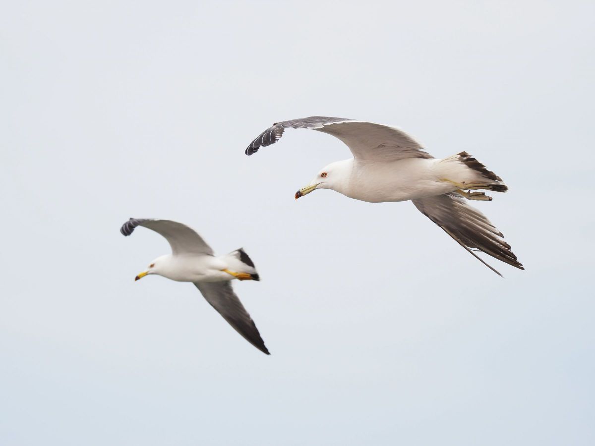 Rendezvous！ | GANREF