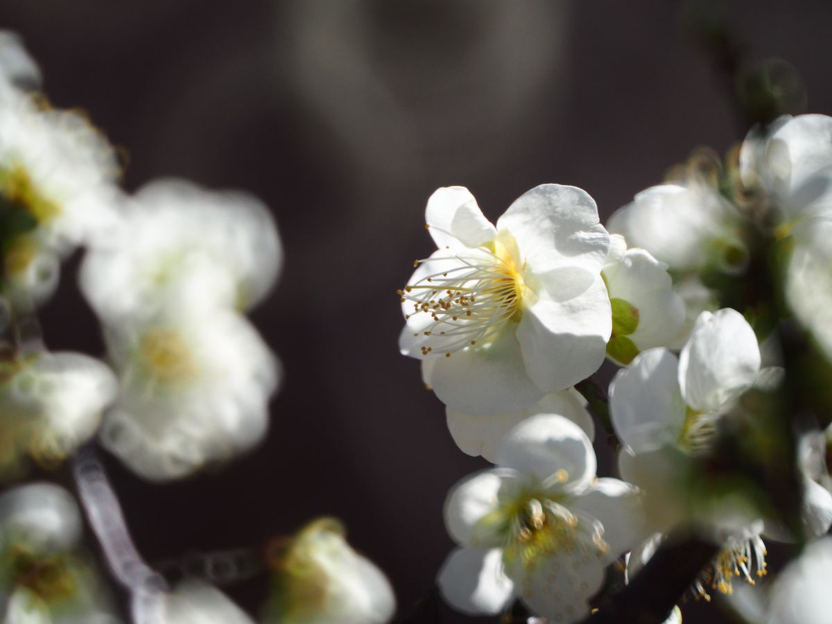 これは使える！Tokina Reflex 300mm | GANREF
