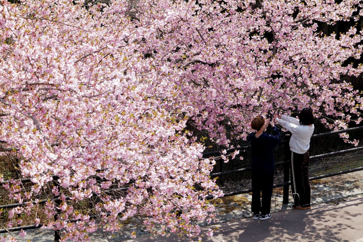 満開だぁ | GANREF