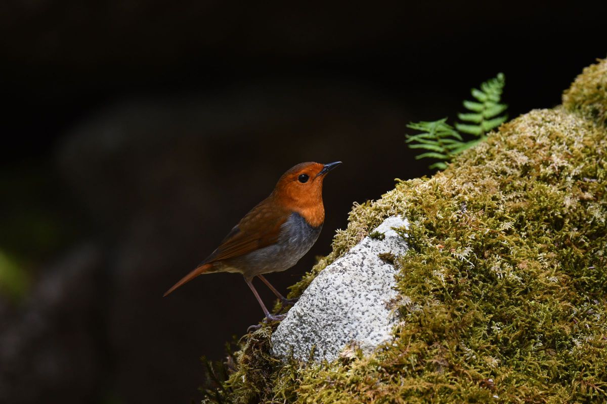Japanese Robin | GANREF
