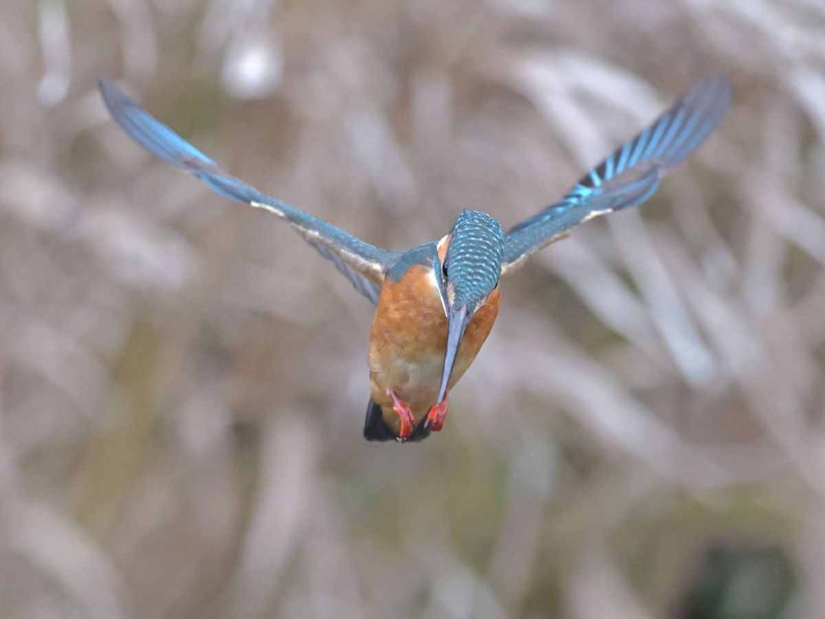 Hovering 26 | GANREF