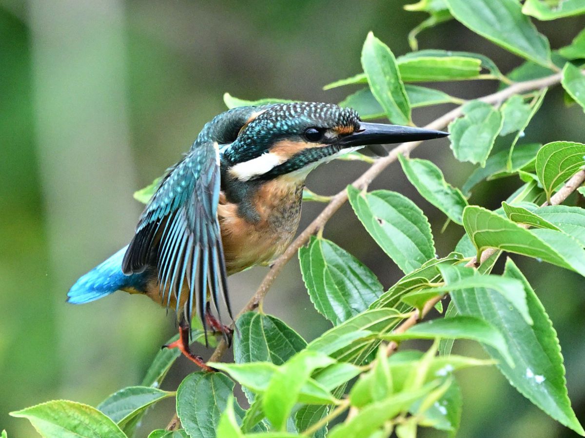 飛び出し 47 | GANREF