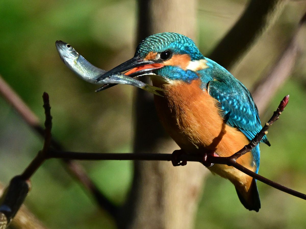 食欲旺盛 31 | GANREF