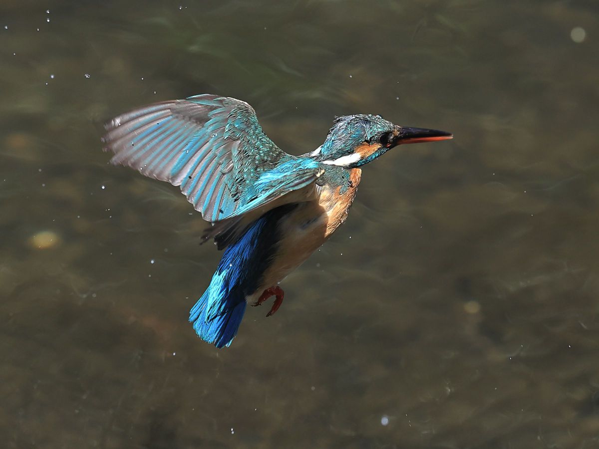 Hovering 19 | GANREF