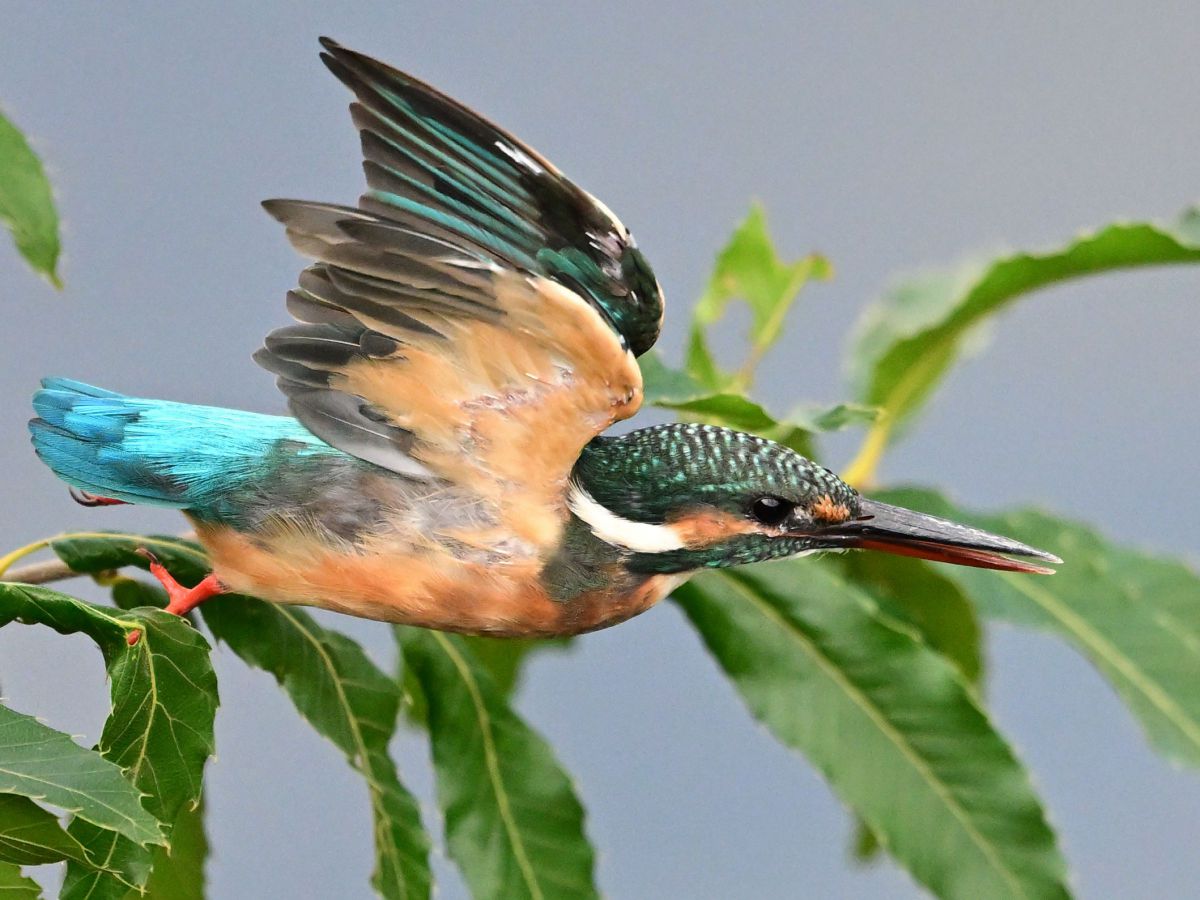 飛び出し 50 | GANREF