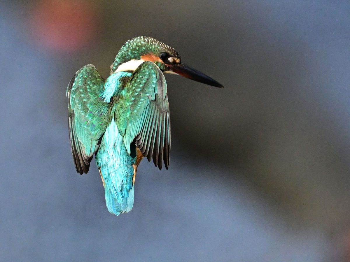 Hovering 32 | GANREF