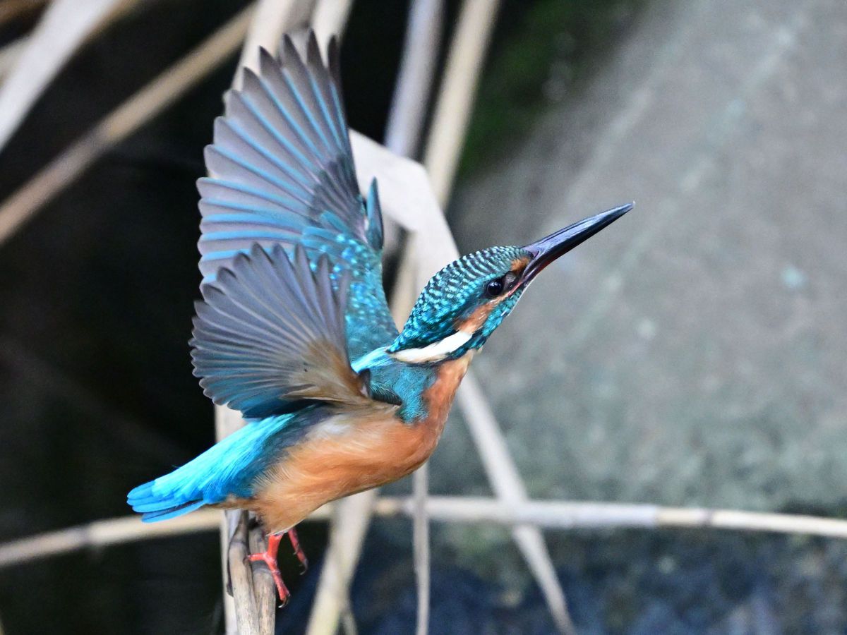 飛び出し 55 | GANREF