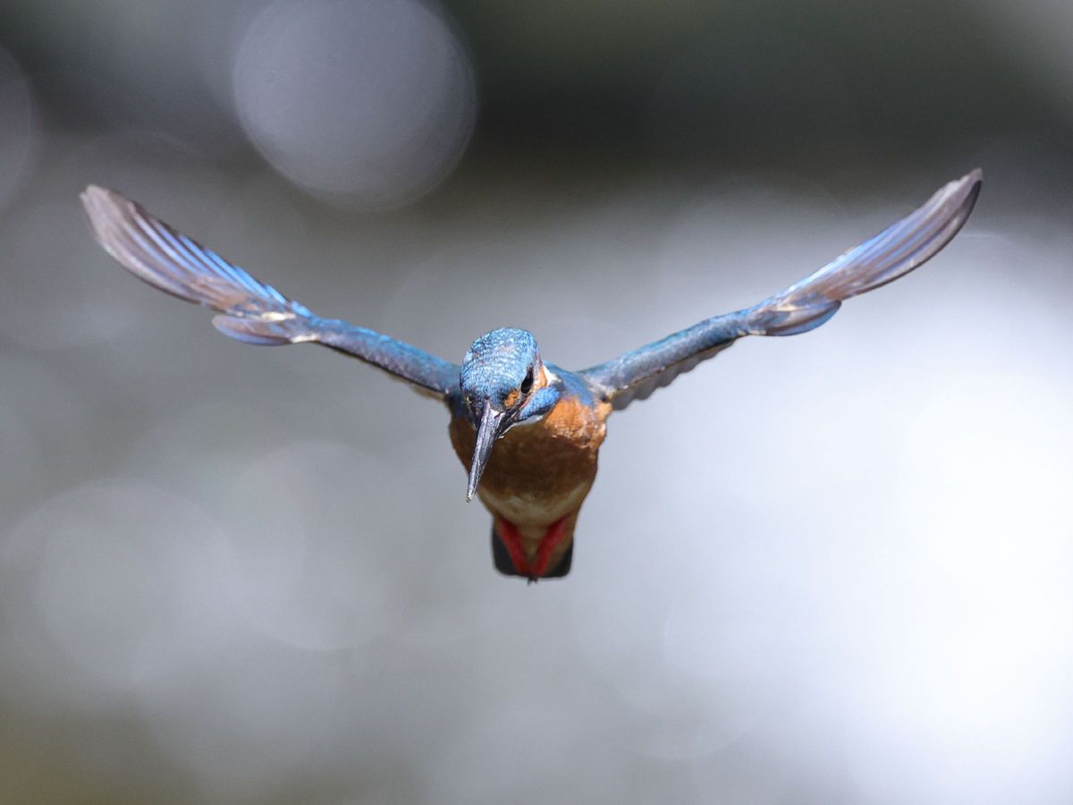 Hovering 34 | GANREF