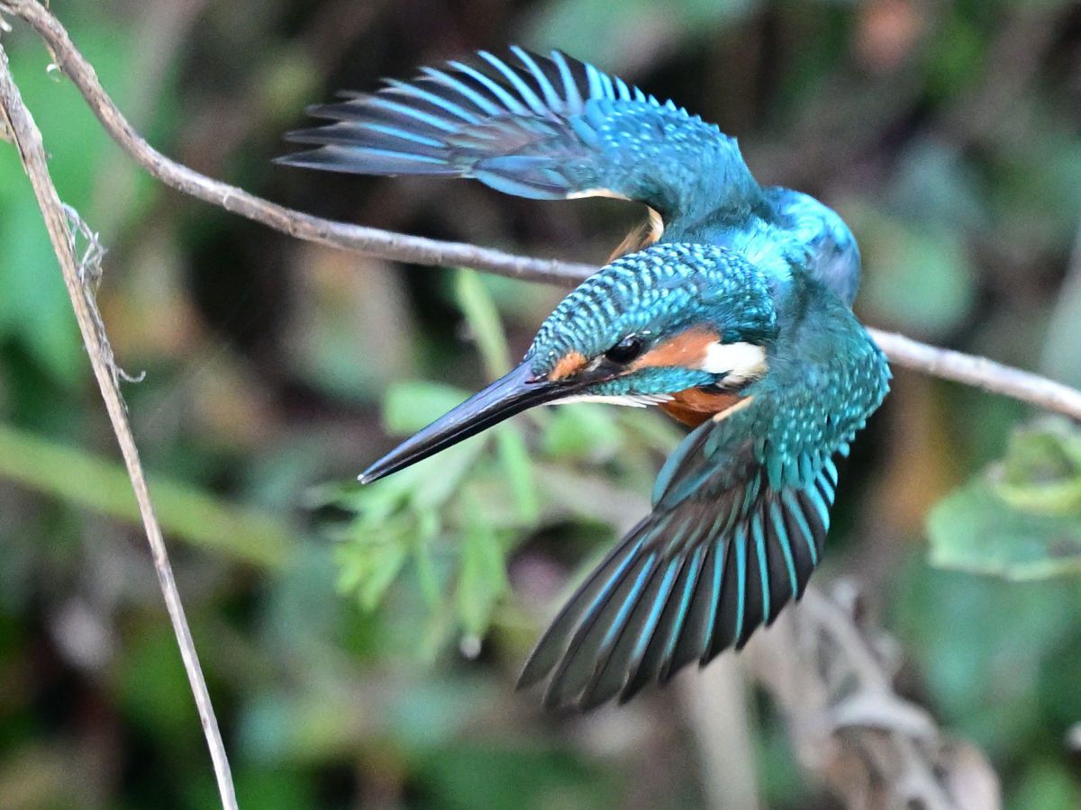 飛び出し 52 | GANREF