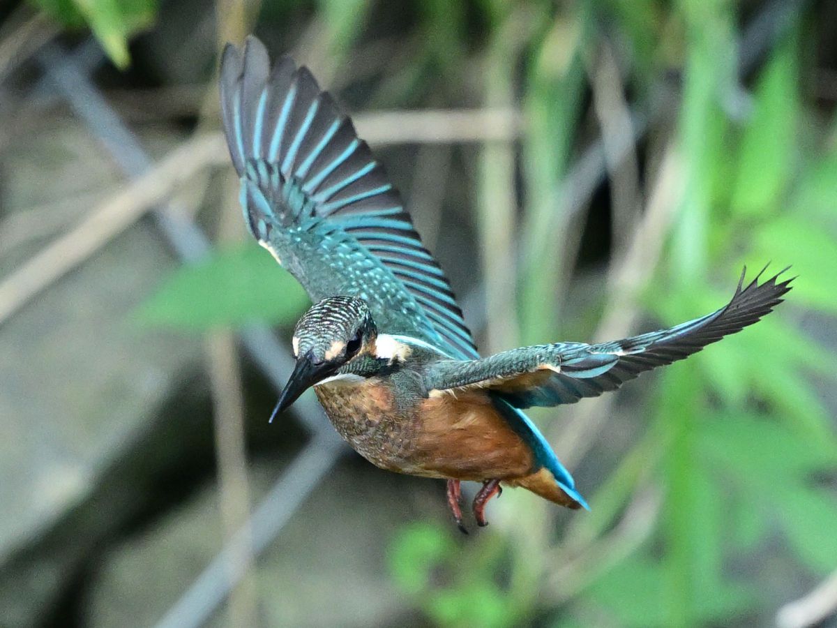 Hovering 31 | GANREF