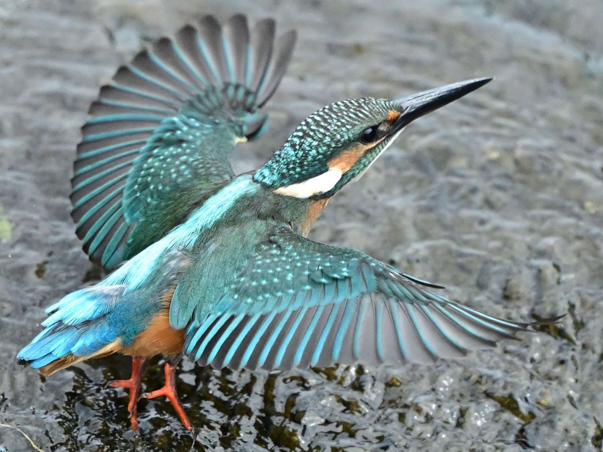 飛び出し 48 | GANREF