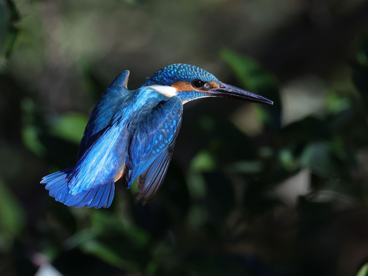 Hovering 27 | GANREF