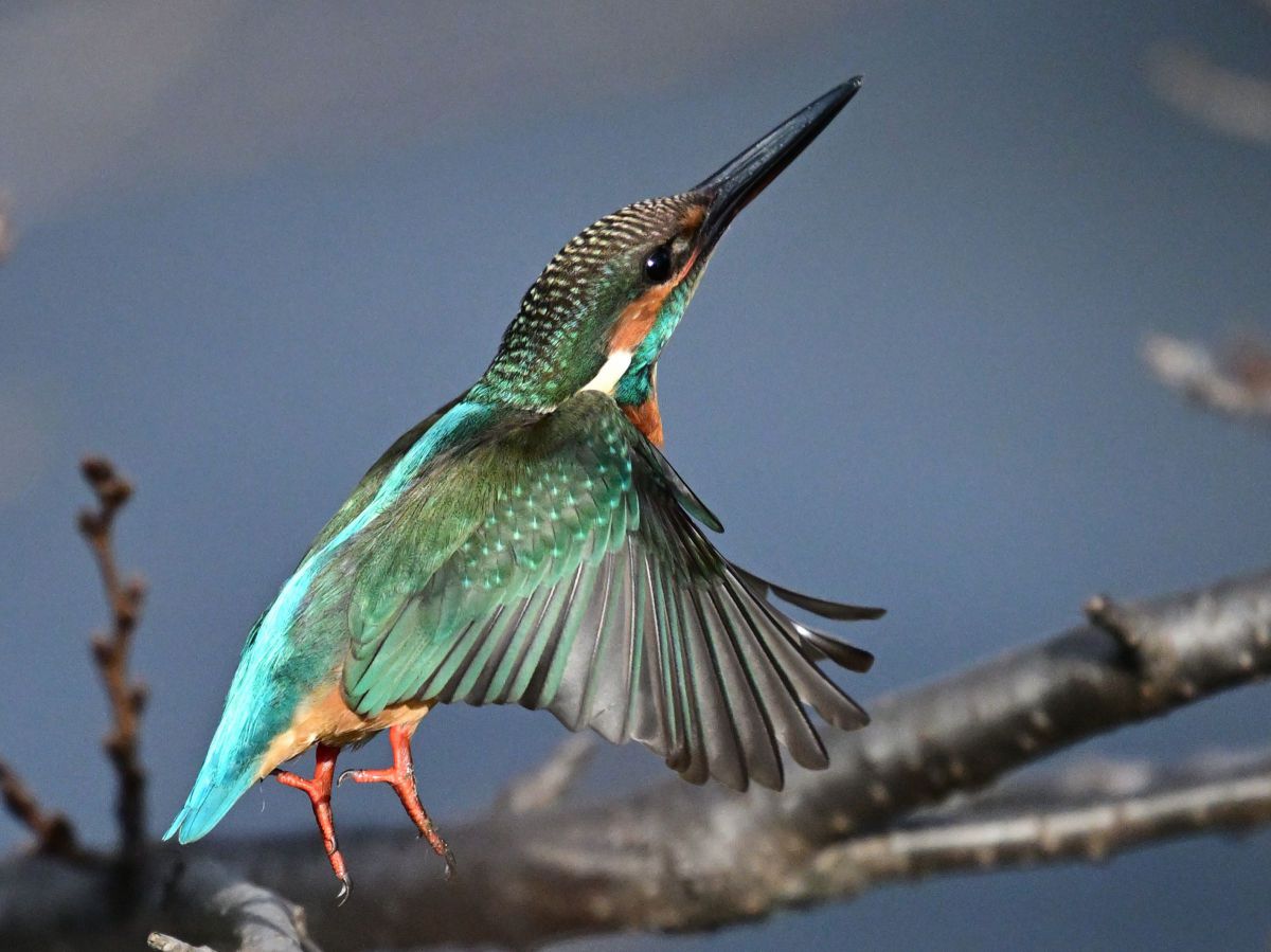 飛び出し 58 | GANREF