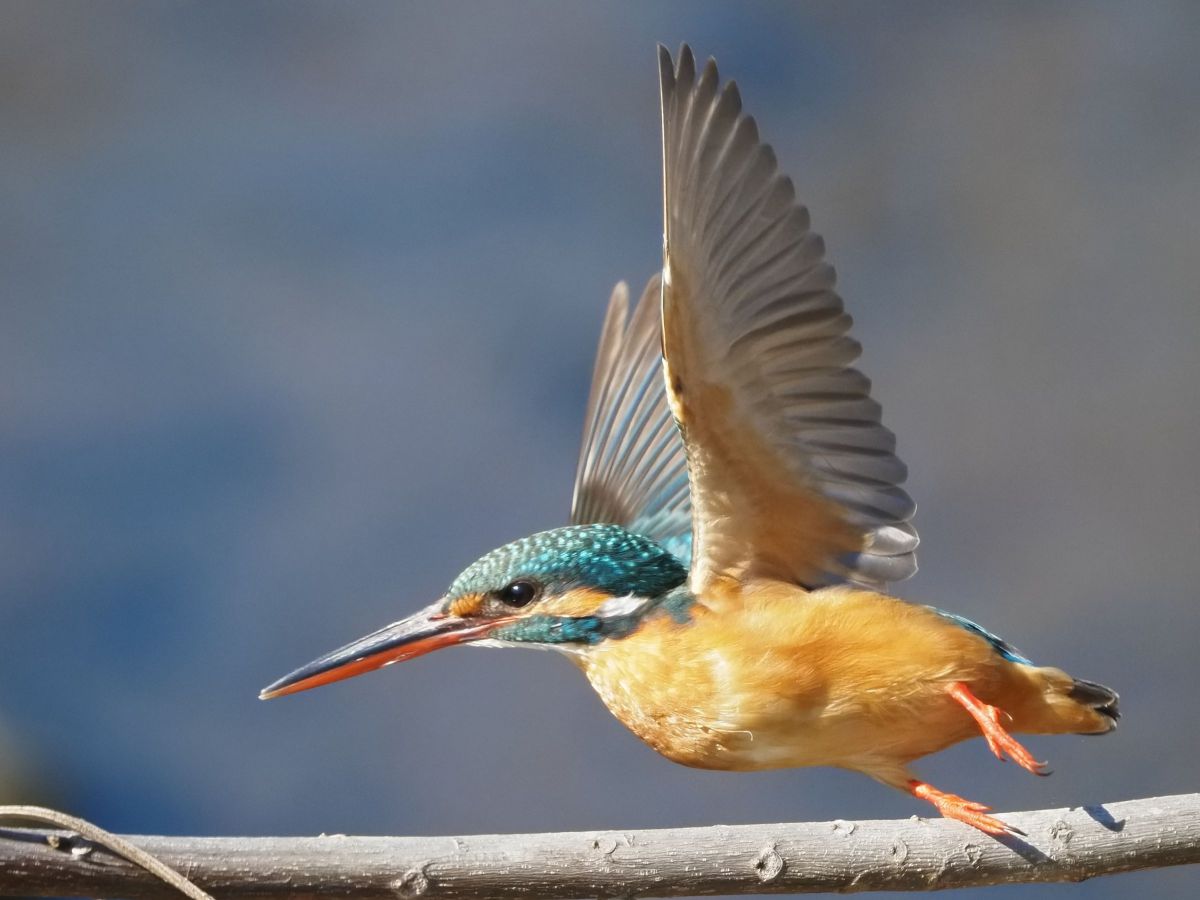 飛び出し 59 | GANREF