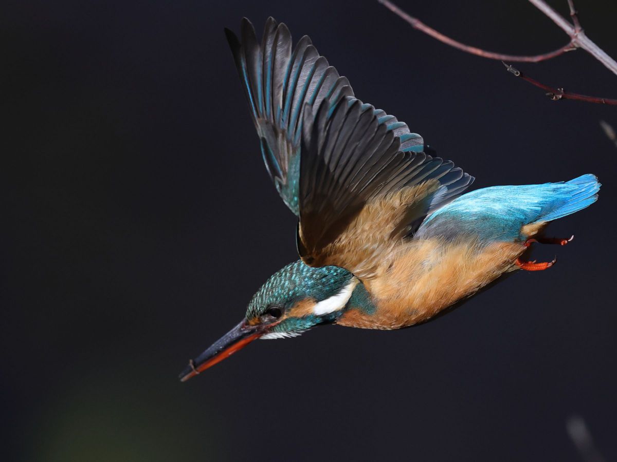 2025年 初春 | GANREF