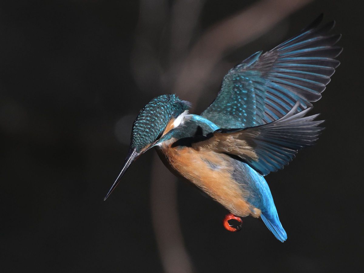 Hovering 24 | GANREF