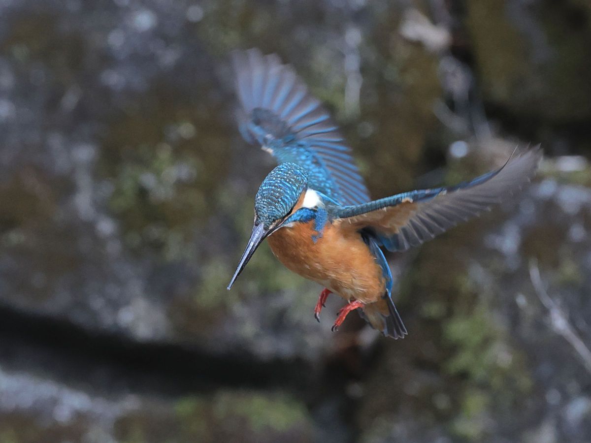 Hovering 23 | GANREF