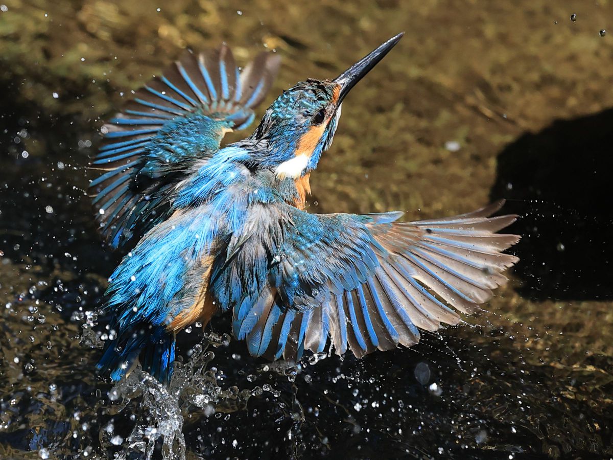 水浴び 13 | GANREF