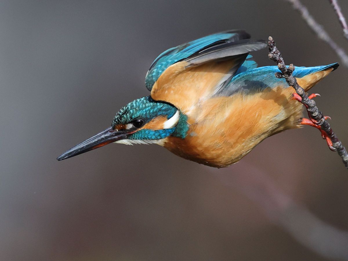 飛び出し 66 | GANREF