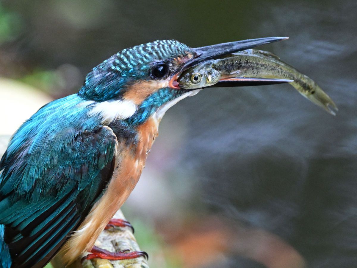 食欲旺盛 36 | GANREF