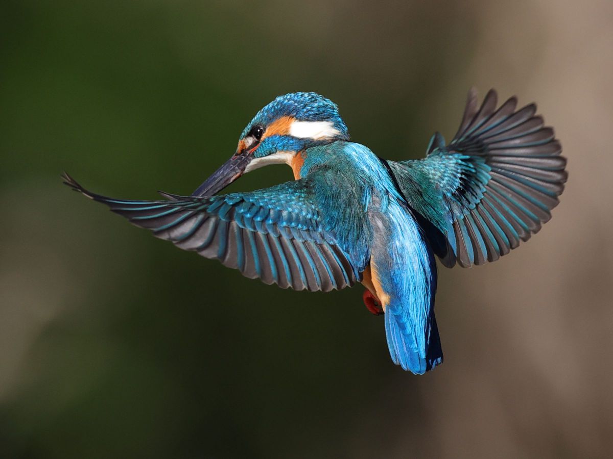 Hovering 28 | GANREF