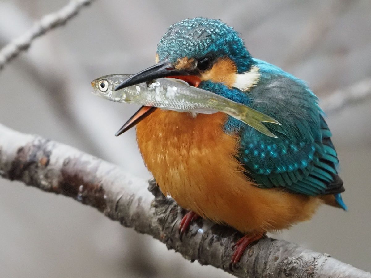 食欲旺盛 34 | GANREF