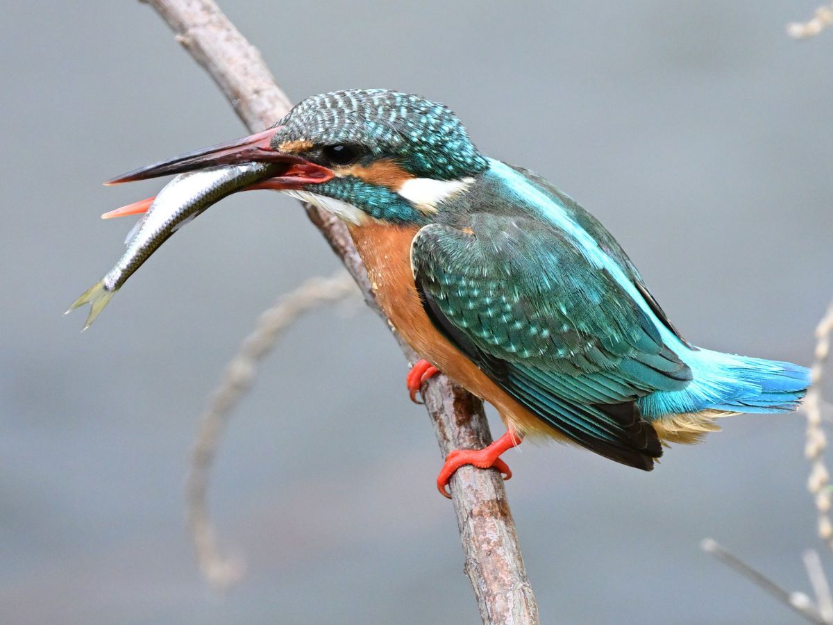 食欲旺盛 29 | GANREF