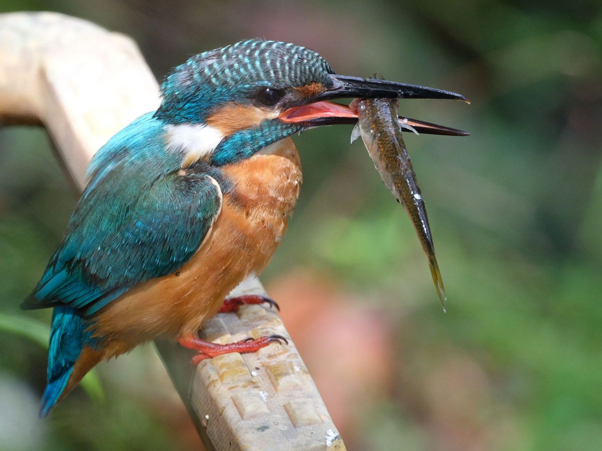 食欲旺盛 35 | GANREF