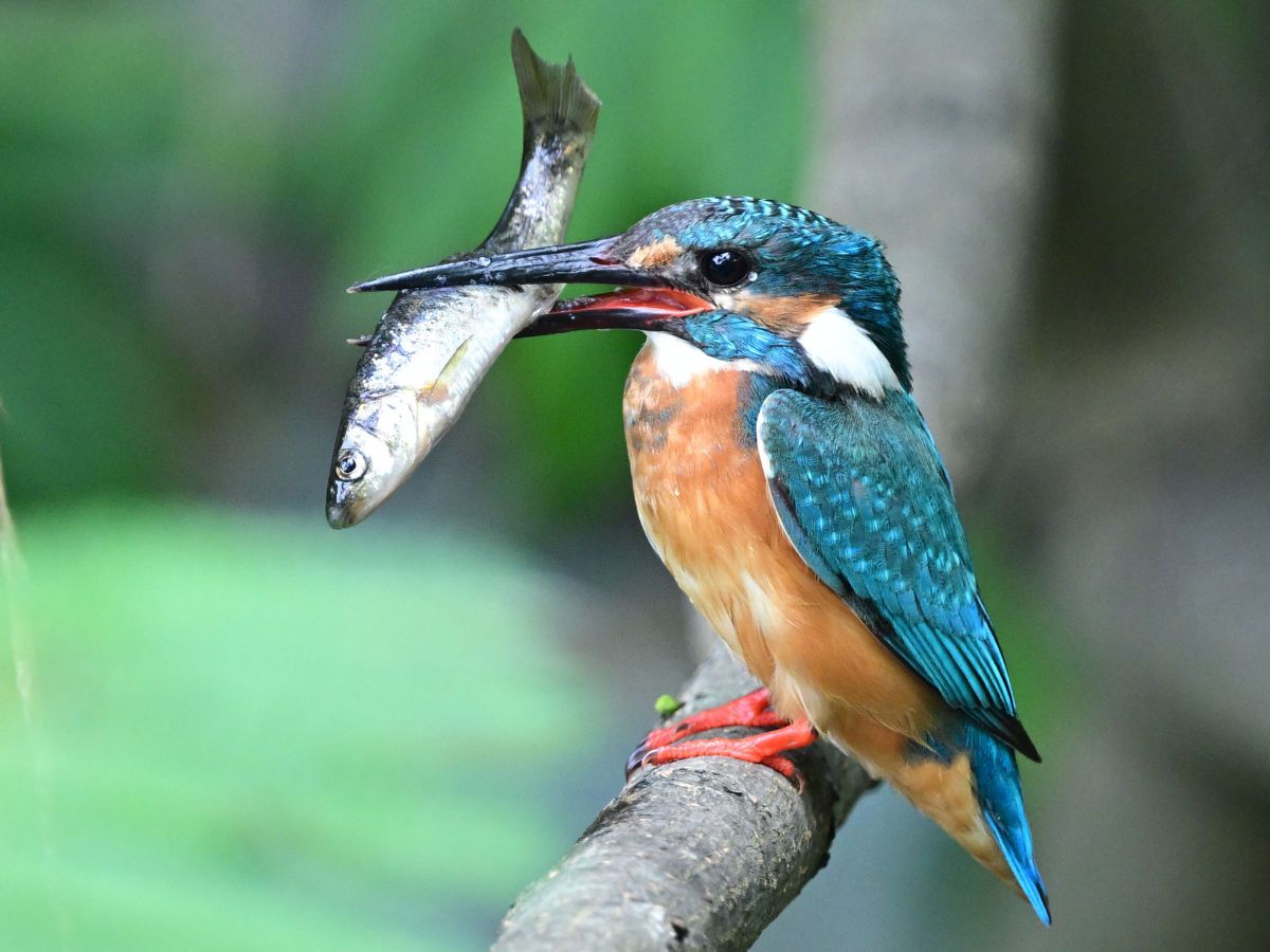 食欲旺盛 30 | GANREF